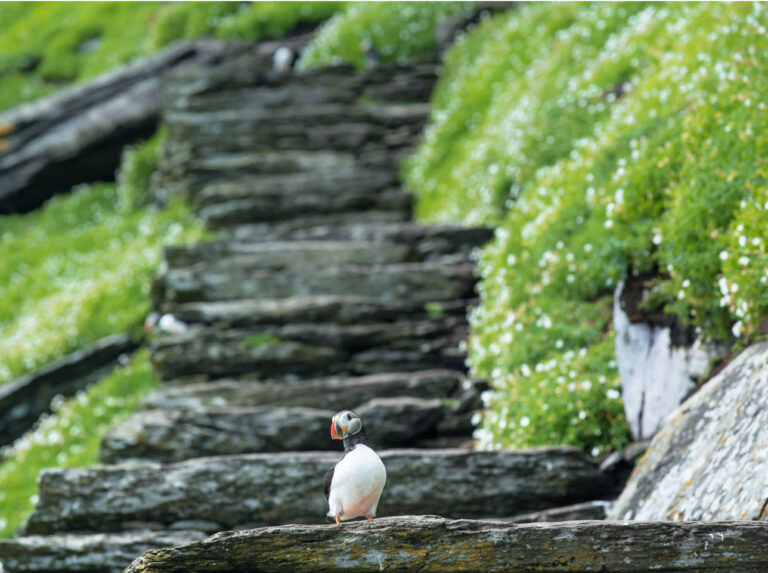 Skellig Coast Adventures - Skellig Island Boat Tours