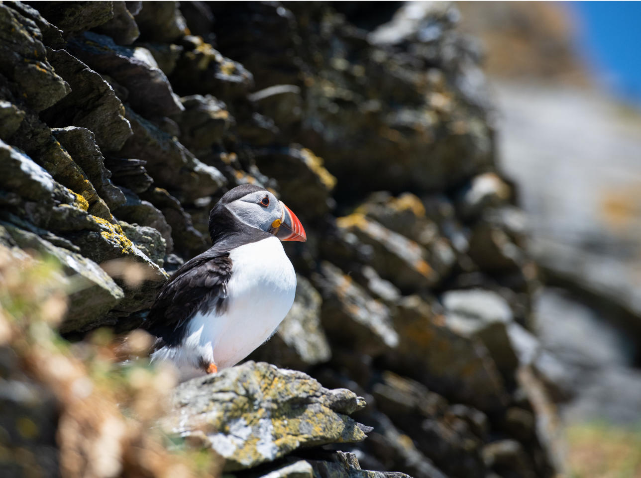 Skellig Coast Adventures - Skellig Island Boat Tours